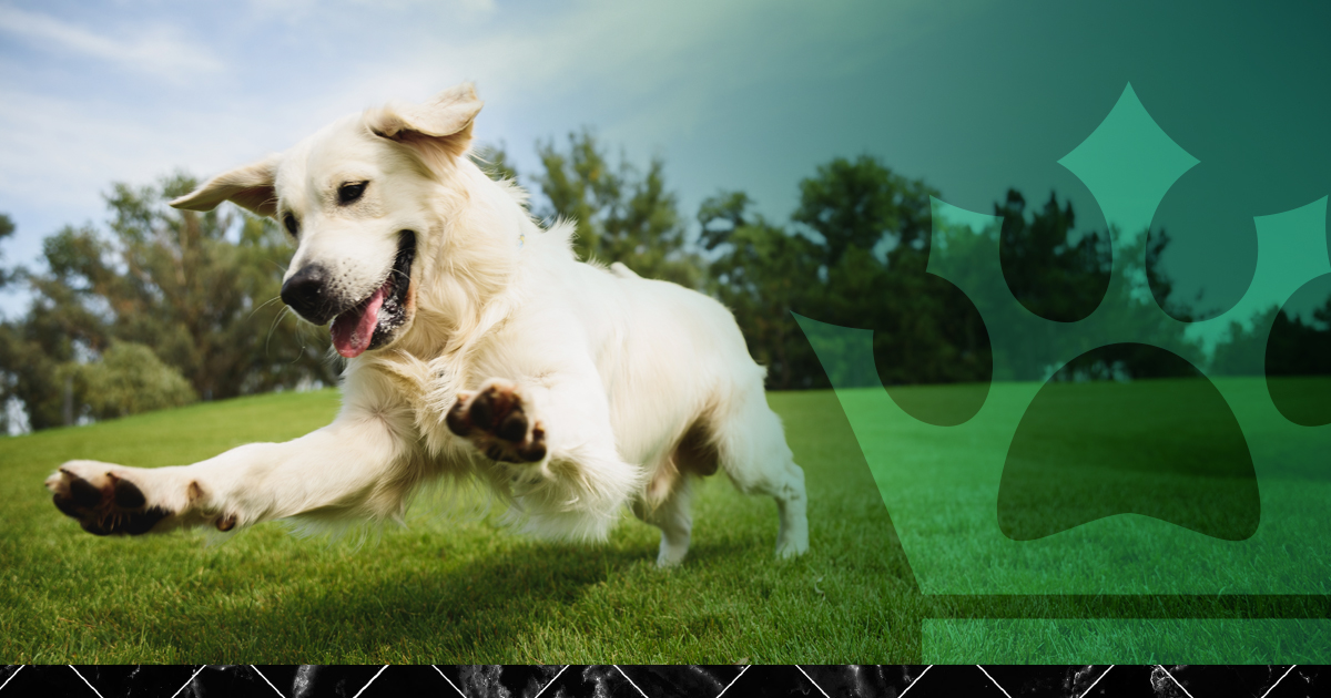 Bark Royale: QC pro dog groomer, dog behavior training & spa